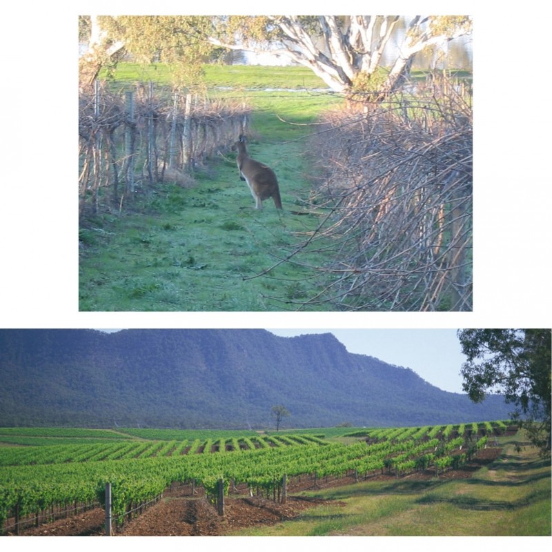 OPAL RIDGE - Shiraz Cabernet - Vin d'Australie